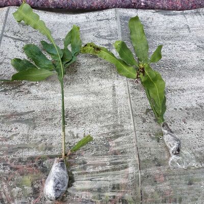 百益花阁昙花大苗仙人掌卧室盆栽