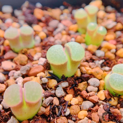 Mg1788 caroli 'australe' CM47 磁铁风铃玉 老巷里Cono