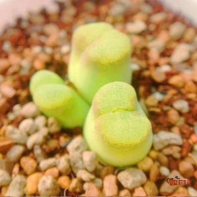 C.pubescens*longum 风铃玉 老巷里Cono