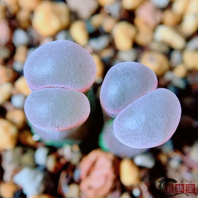 friedrichiae*pubescens 风铃玉 老巷里Cono