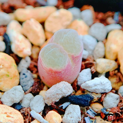 Mg1799.15 longum SB2316 风铃玉 老巷里Cono