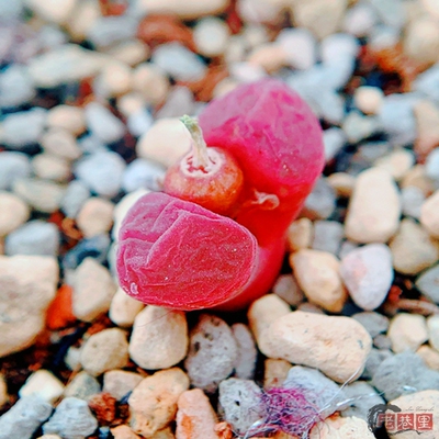 lydiae 20km S Pofadder 风铃玉 老巷里Cono