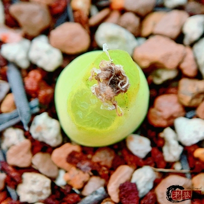 Mg1453.74 limpidum EVJ7908 Pella 风铃玉 老巷里Cono