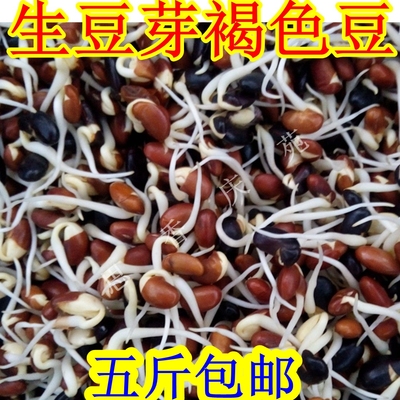 西北甘肃特产 庆阳农家豆芽菜豆褐色豆黄土高原促销五谷杂粮食品