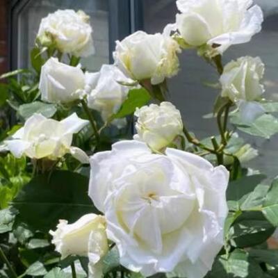 教宗保罗二世月季浓香灌木