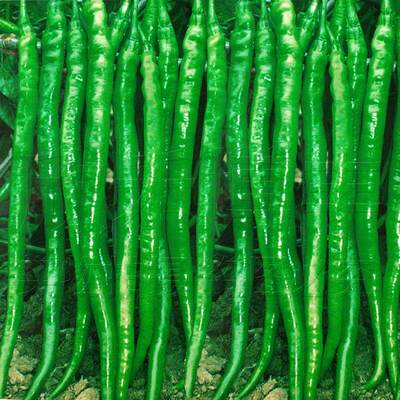 帝王336超长线椒种子特