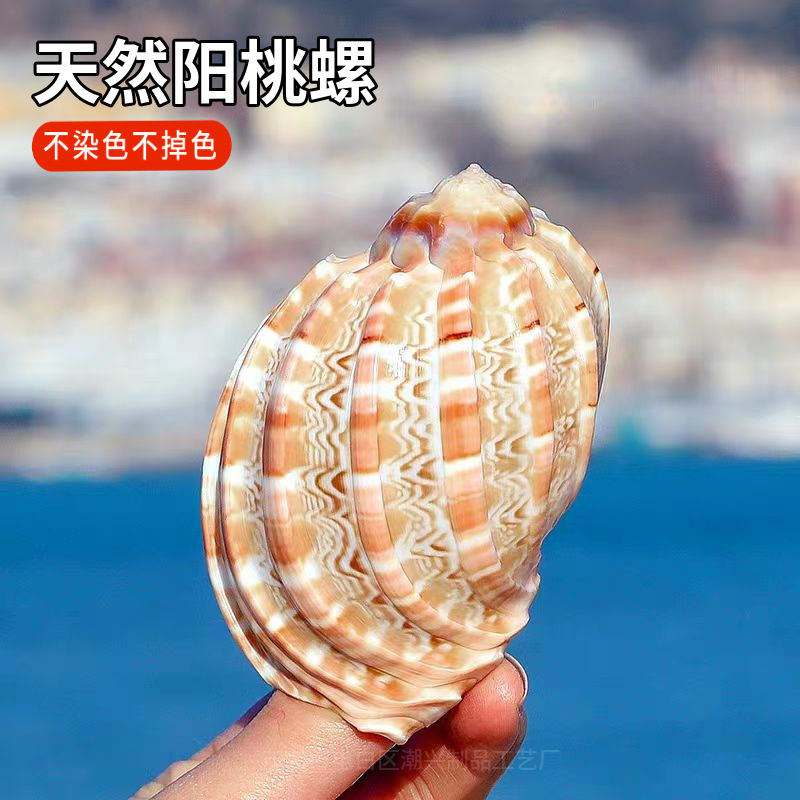 杨桃螺寄居蟹卷贝鱼专用壳鱼缸摆件天然海螺贝壳琵琶螺室内水族
