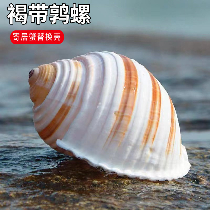 天然贝壳褐带鹑螺鱼缸水族箱装饰品卷贝鱼繁殖壳多肉花盆寄居蟹螺