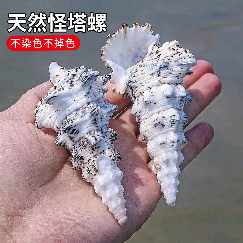 天然海螺贝壳怪塔螺欧洲守蟹螺鱼缸水族造景装饰地台橱窗设计