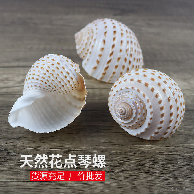 琴螺天然贝壳大海螺鱼缸水族装饰品卷贝鱼繁殖壳多肉花盆摆件