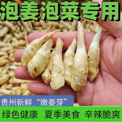 贵州小黄姜腌制嫩姜芽
