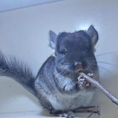 2个月大 丝绒黑DD 龙猫宝宝宝 广州珠岛 龙猫世界 欢迎到店挑选
