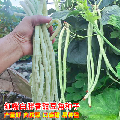 红嘴香甜豆角种子短胖厚肉白豇豆籽种高产甜豆角春秋农家蔬菜种孑