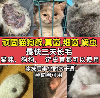 药水黑下巴螨虫真菌感染掉毛猫藓