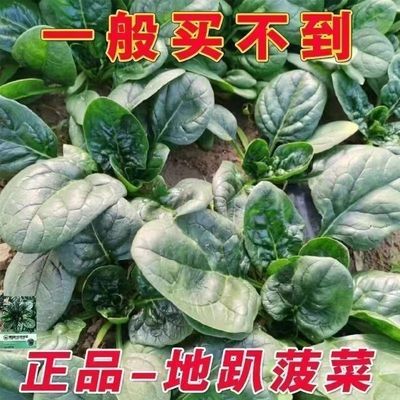 可越冬老品种红根趴地菠菜种子大叶波菜秋冬季耐寒短梗蔬菜种子