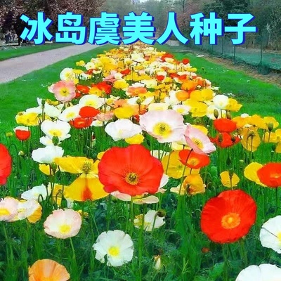 冰岛虞美人种子耐寒多年生花种籽新手易种盆栽花海种植大花虞美人