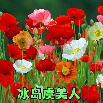 多年生冰岛虞美人花种籽混色红花虞美人丽春种子四季易活耐寒花籽