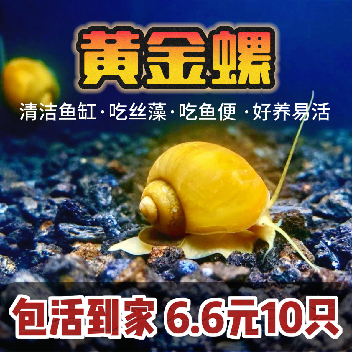 黄金螺鱼缸清洁除藻吃便工具螺活体淡水冷水观赏螺斑马螺洋葱螺