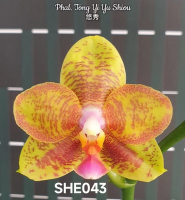 悠秀蝴蝶兰3.0寸杯苗不带花箭带香品种对版洋兰花卉栽培后可开花