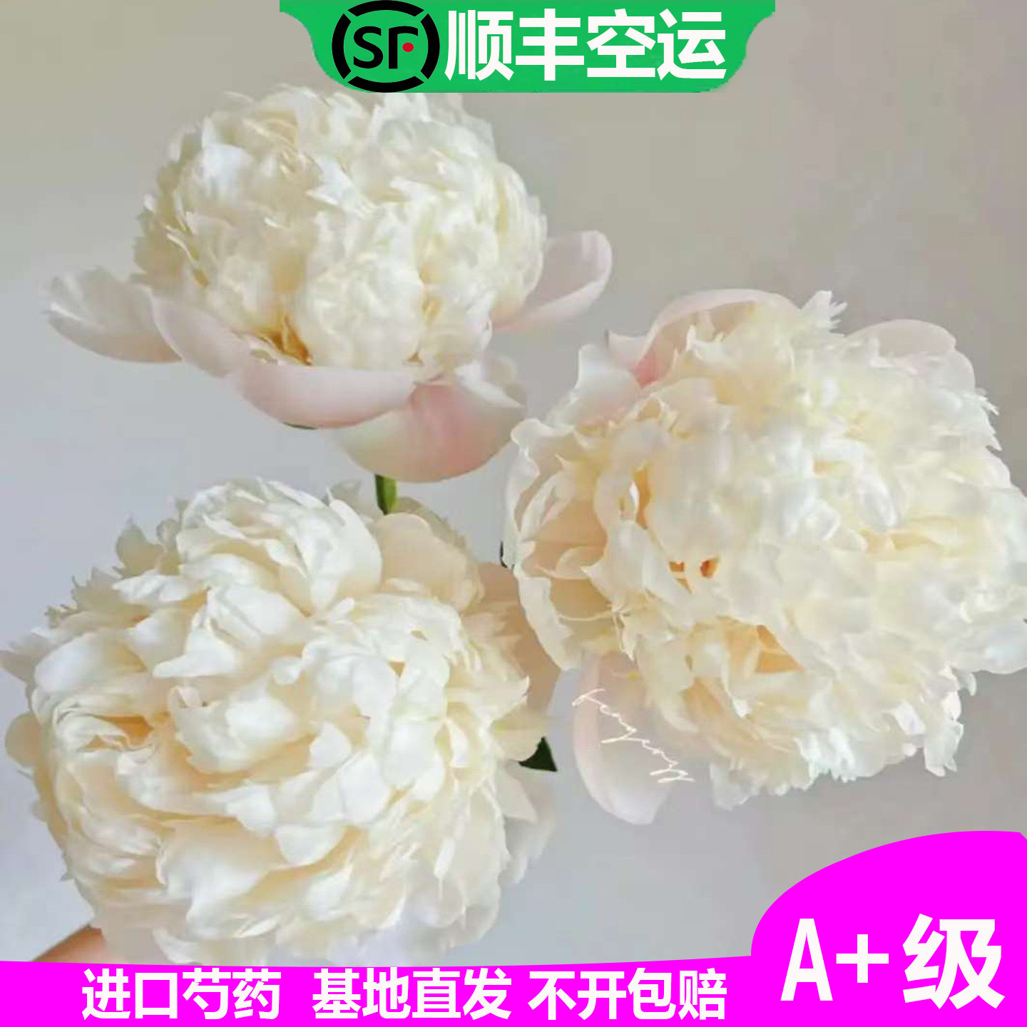 进口品种欧文斯上校芍药鲜切花重瓣大花观赏芍药插花室内花卉水养