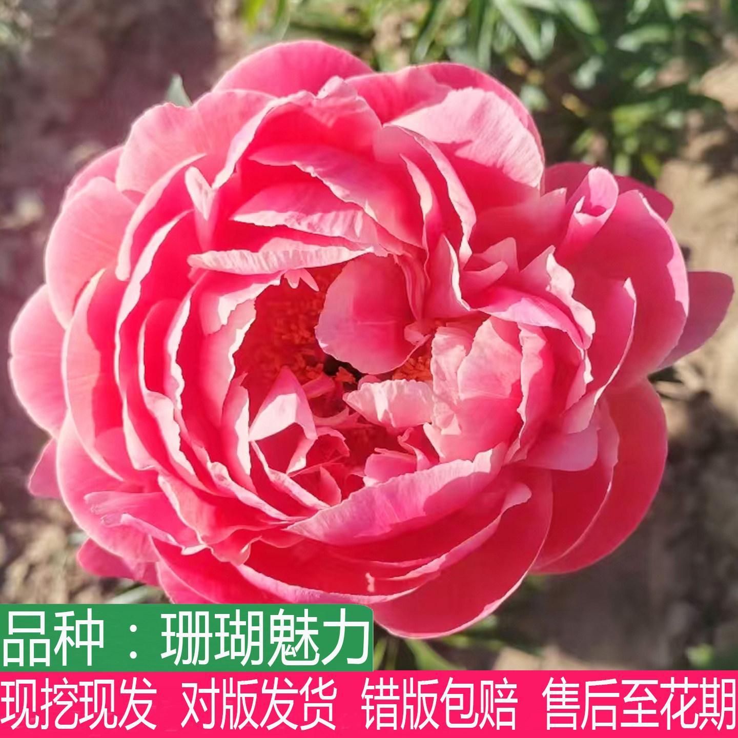美国进口品种珊瑚魅力芍药苗观赏大花重瓣多年生草本花卉盆栽庭院