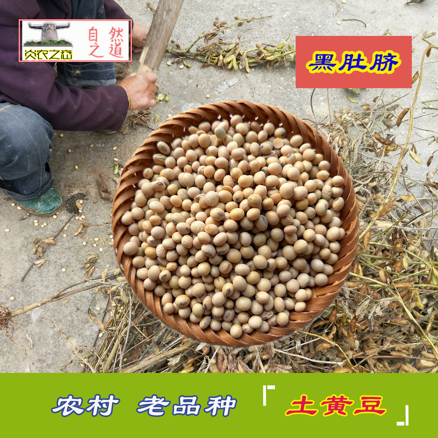高山山区 土黄豆 老品种黑肚脐农家自种500克打豆浆豆芽 3件包邮
