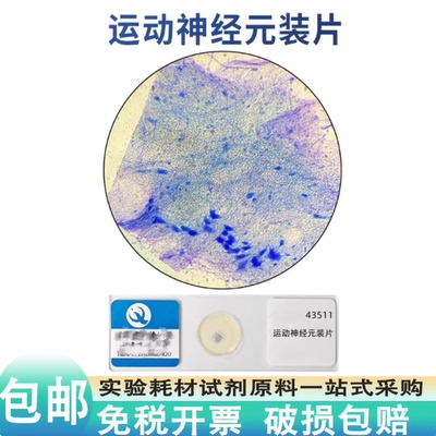 运动神经元装片心肌切片复层扁平上皮骨骼肌纤维结缔组织叶片横切