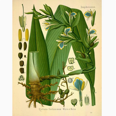 A614【德国】 Wilhelm Brandt 植物图集版画v2网传电子图库.