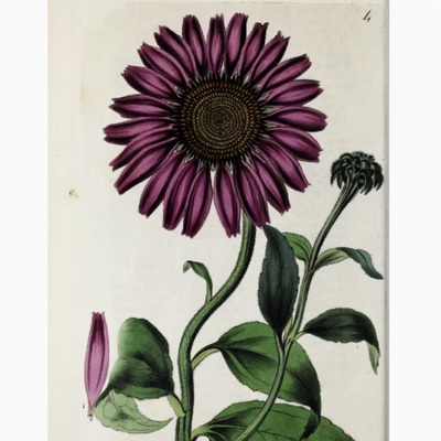 D066【英国】 Rober Sweet 庭院观赏植物、花卉版画 -1电子图库.