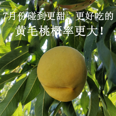 蒙阴黄桃不可错过的是冰糖脆黄桃
