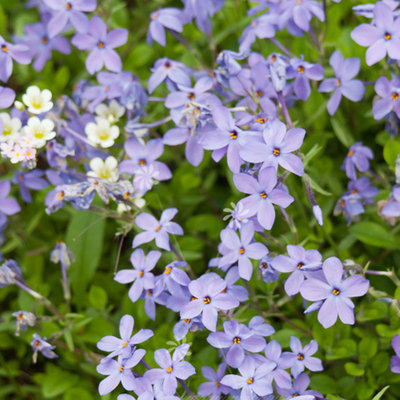 小园丁的夏日时光 匍匐福禄考 舍伍德 庭院花园耐热耐寒宿根植物