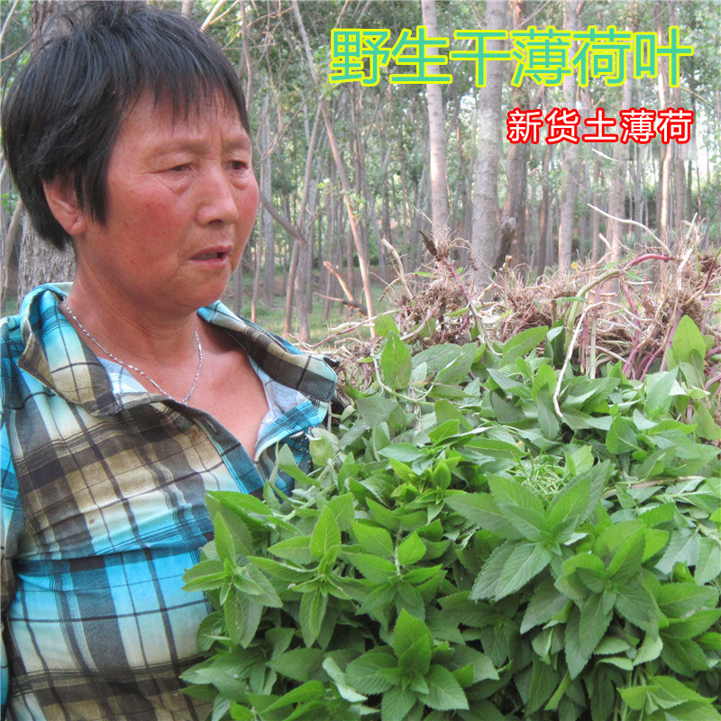 野生干薄荷叶中药材泡茶250g新鲜薄荷茎叶干食用农家土薄荷新货