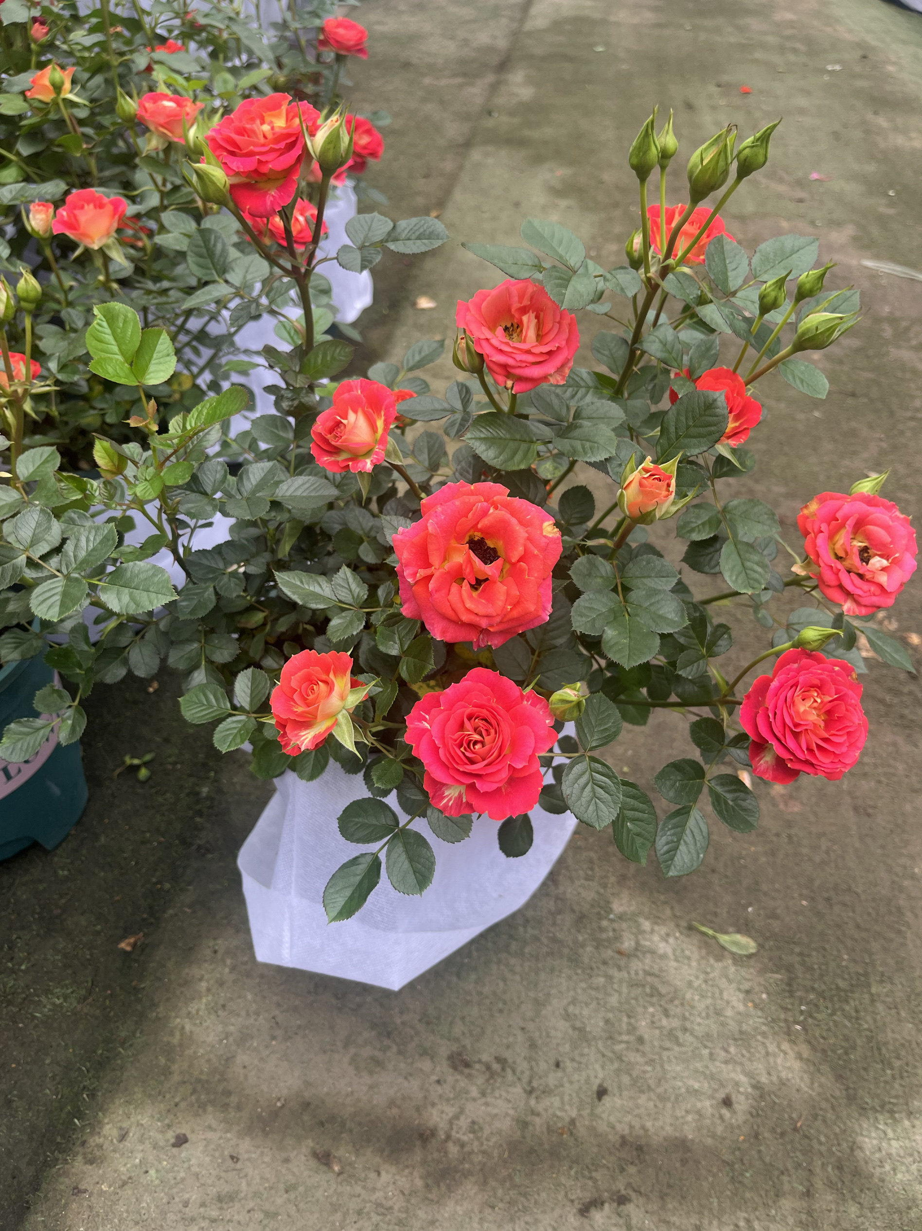 花鲜花月季玫瑰花盆栽