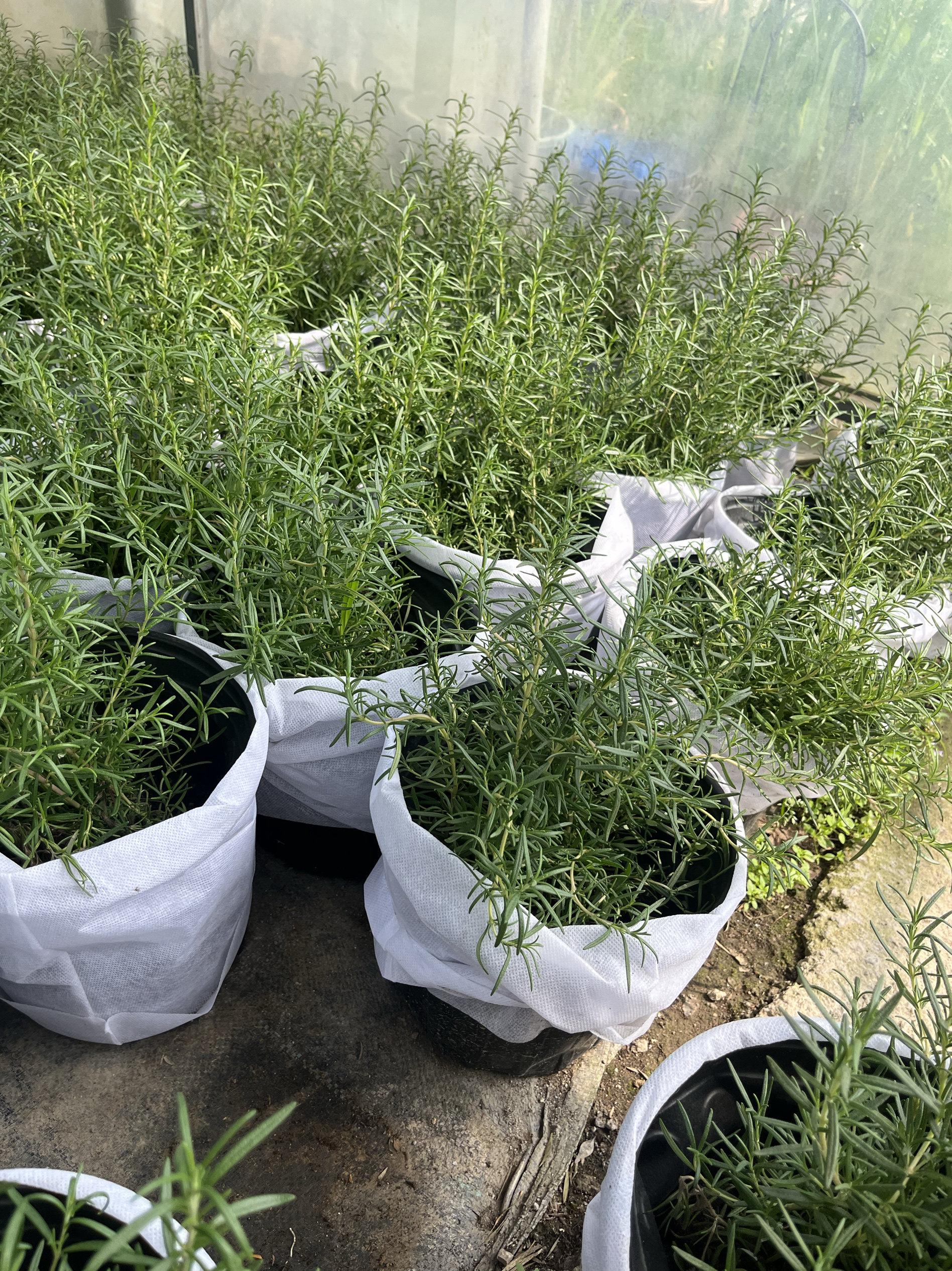 绿花植物庭院植物华鲜花开花植物迷迭香