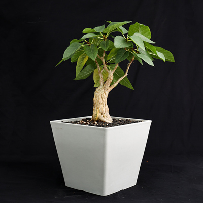 白脉榕墨西哥观赏盆景盆栽绿植