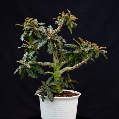 娜娜乳香矮生乳香树盆栽绿植块根