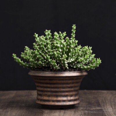 【朴原】莫桑比克珊瑚大戟 Euphorbia ramulosa 珍奇块根绿植盆景