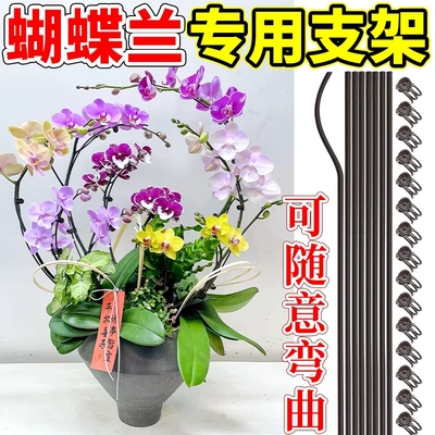 蝴蝶兰支架夹子专用固定爬藤类造型铁丝防倒伏园艺花卉植物支撑杆