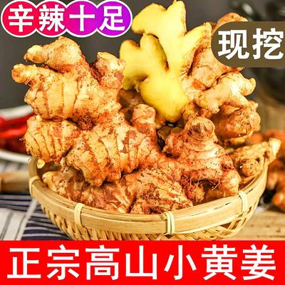 现挖高山小黄姜辛辣味足