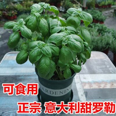食品级香草大叶甜罗勒盆栽薄荷迷迭香百里香可食用盆载驱蚊绿植