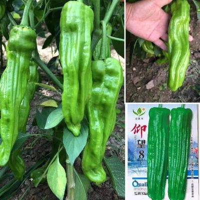 仰望8号薄皮泡椒种子早熟高产马嘴型青椒耐热寒中辣大果泡椒种子