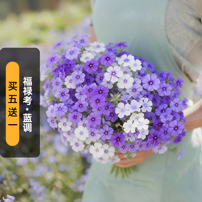 穆迪蓝调福禄考种子小天蓝绣球