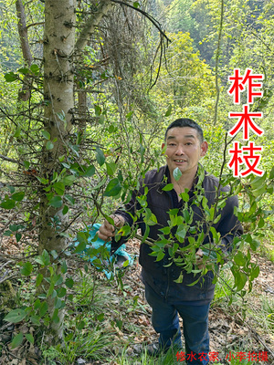 采药人李超在山里采的柞木枝