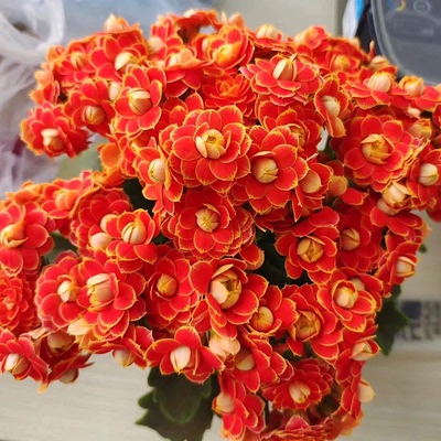 金狐狸洛桑长寿花盆栽带花苞重瓣大花绿巴黎花卉观花植物室内阳台