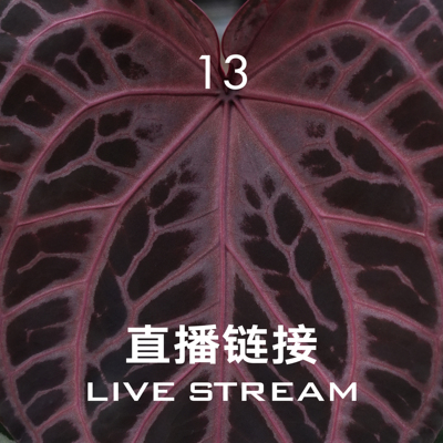 【直播链接13】6.24直播  银色梦境花烛  天南星科室内观叶植物