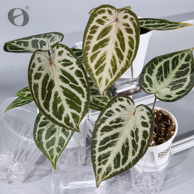 活性植物/红钻石f2 水晶花烛  天南星科热植盆栽绿植