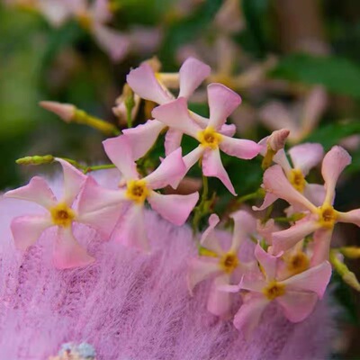 粉色风车茉莉盆栽花苗黄白色庭院爬藤植物络石藤四季常青阳台花卉
