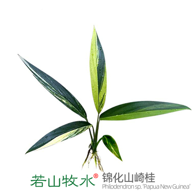 放大器麒麟尾锦ADA山崎桂山崎贵挺水性稀有阴性植物淡水鱼缸造景