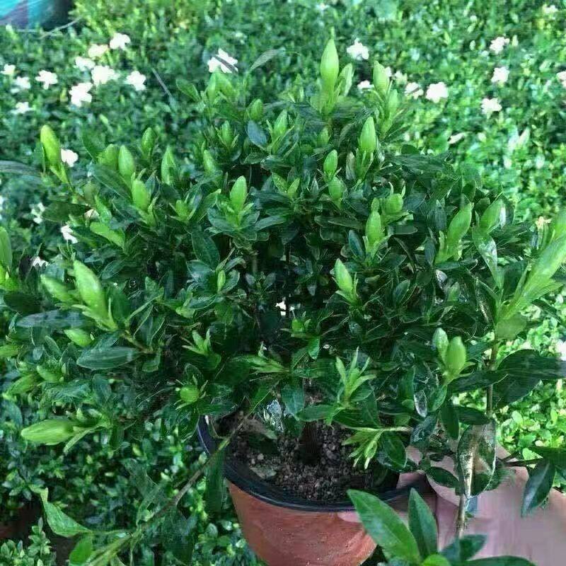 雀舌栀子花小叶独杆带花苞四季栀好养盆栽花卉室内植物除甲醛绿植