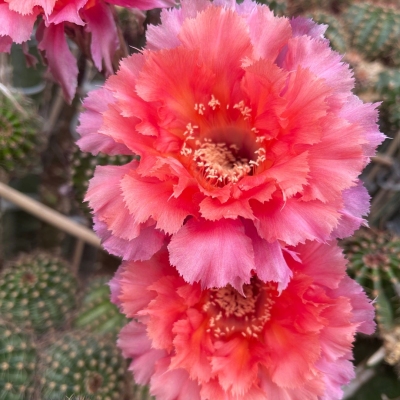 《魅羽》彩草仙人球蕾丝花边重瓣复古红D1427包对版